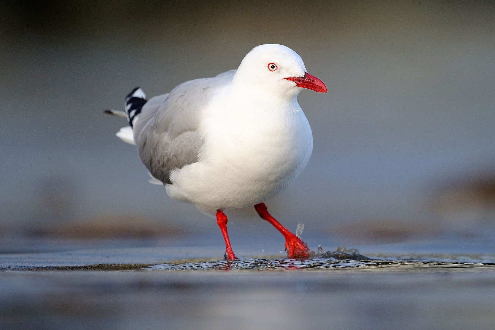 Let's talk about birds: Silver gulls | Pittsburgh Post-Gazette