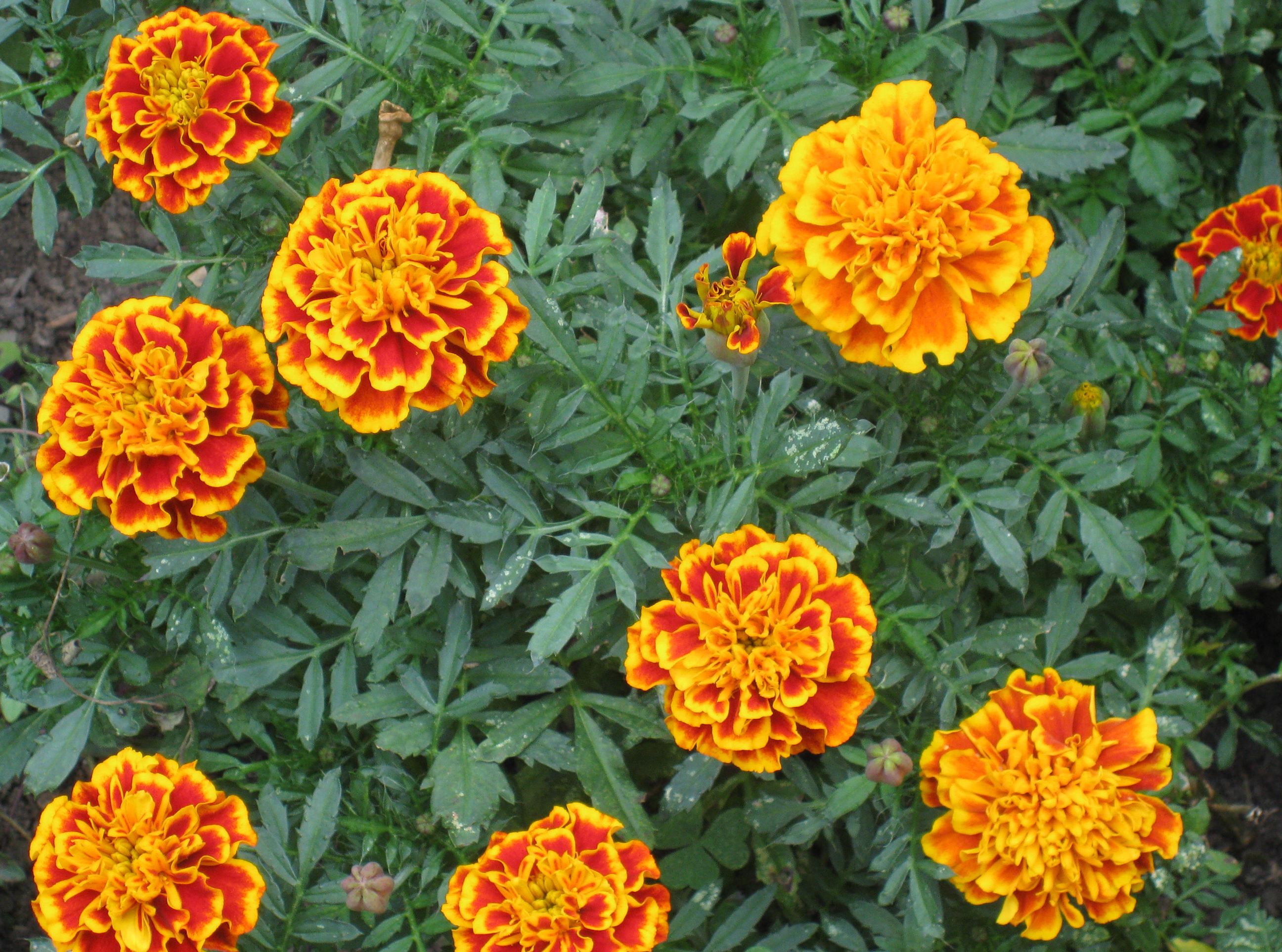 French Marigold