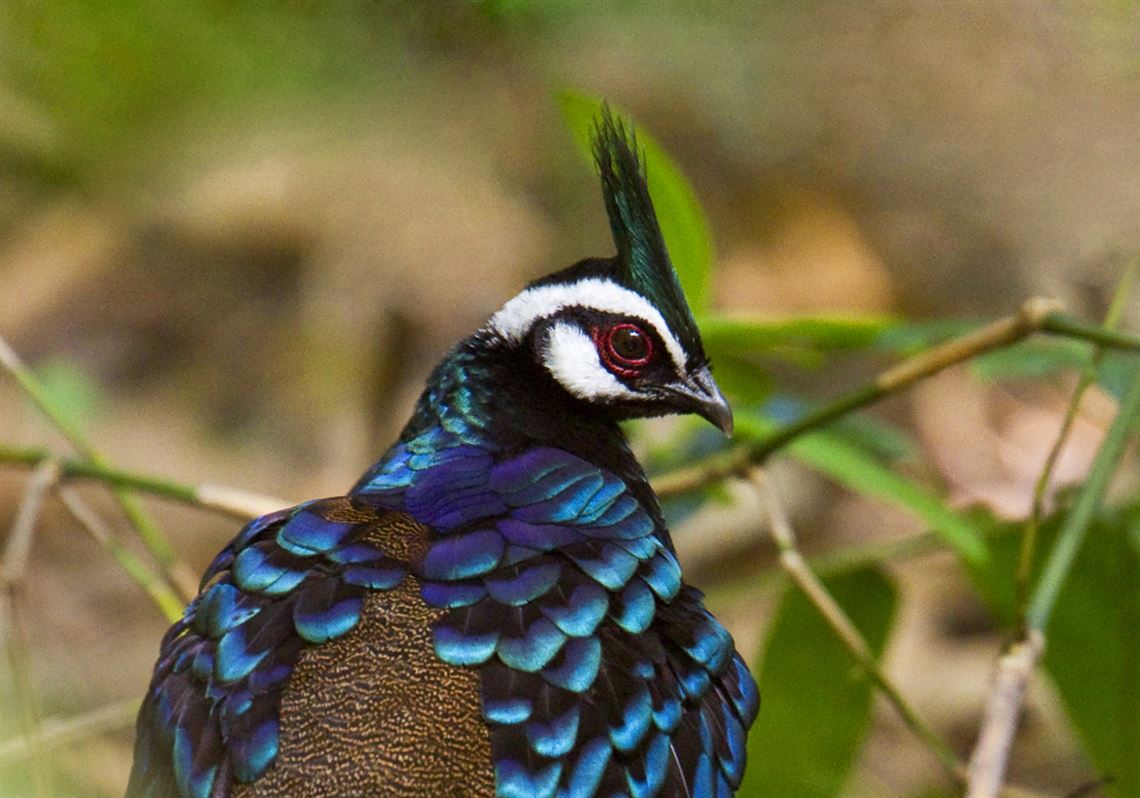 pheasant and peacock difference