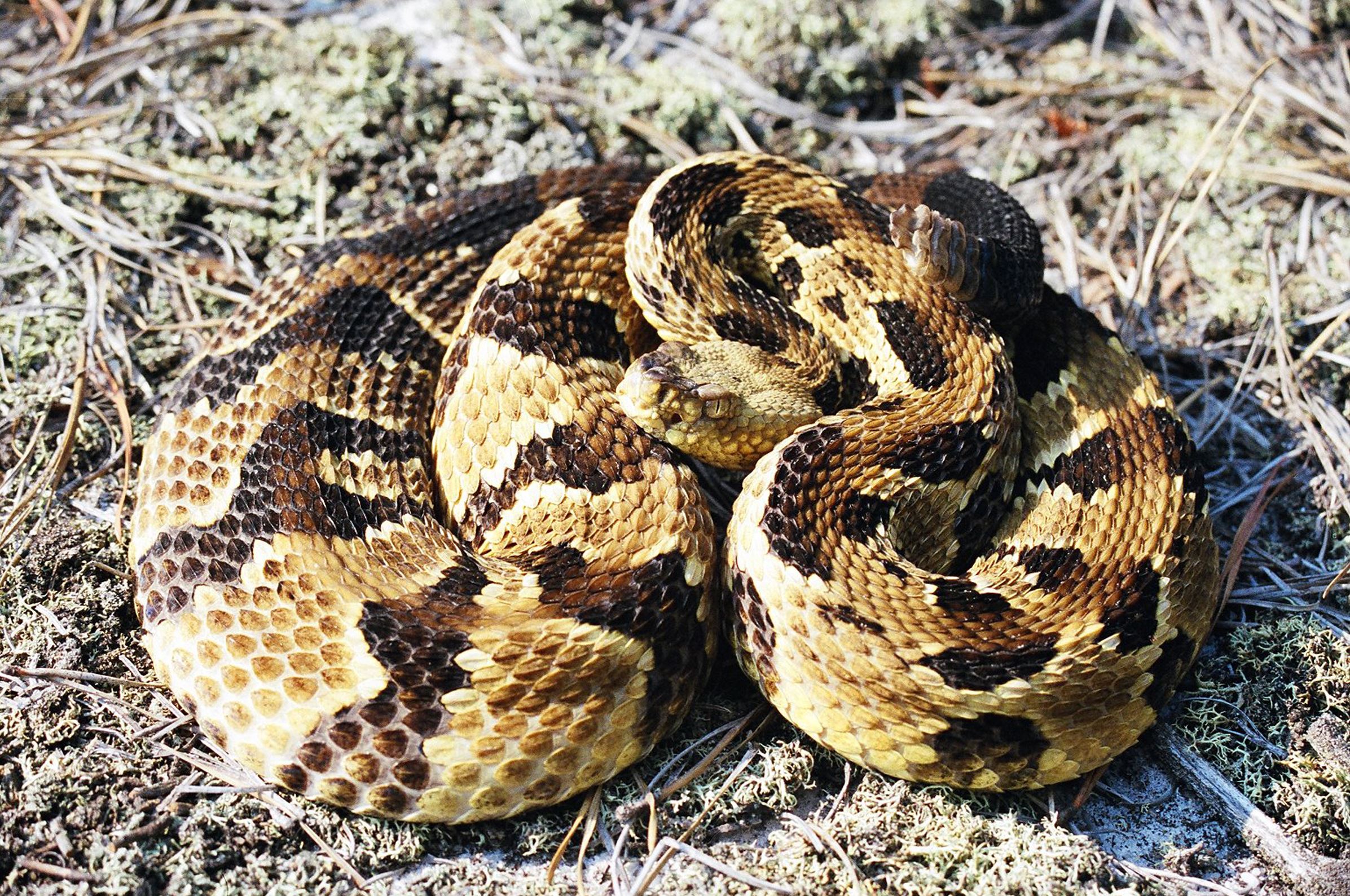The Symbolism of the Timber Rattlesnake in Early America — Steemit