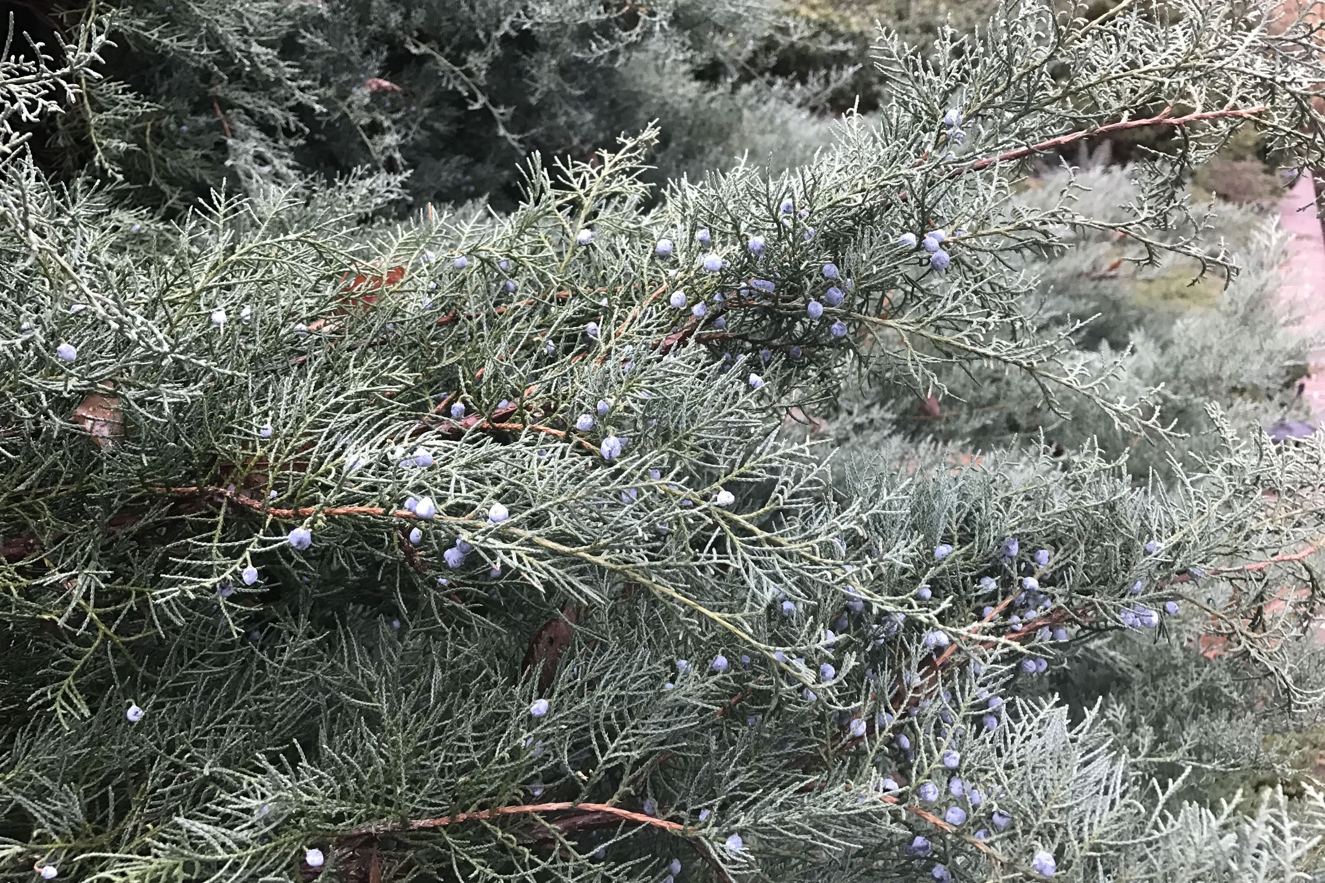 3 unique evergreens for year-round interest | Pittsburgh Post-Gazette