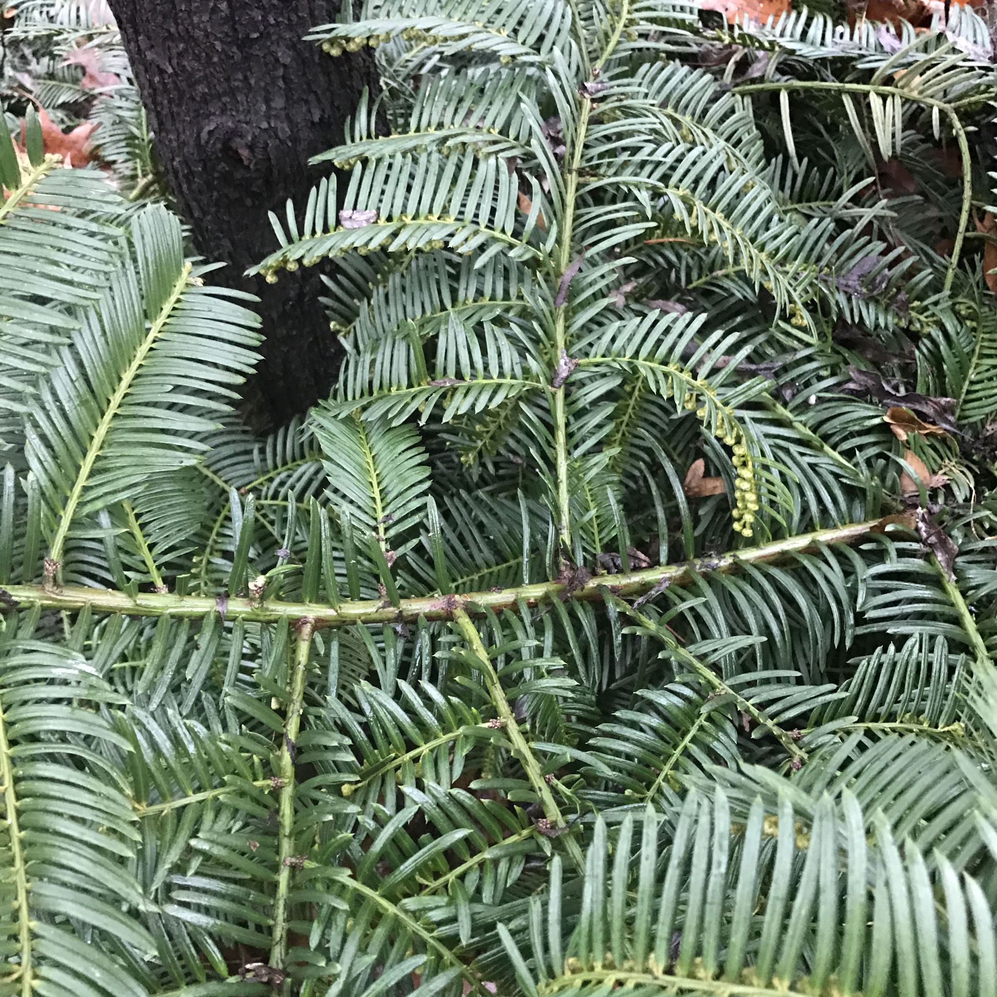 3 unique evergreens for year-round interest | Pittsburgh Post-Gazette