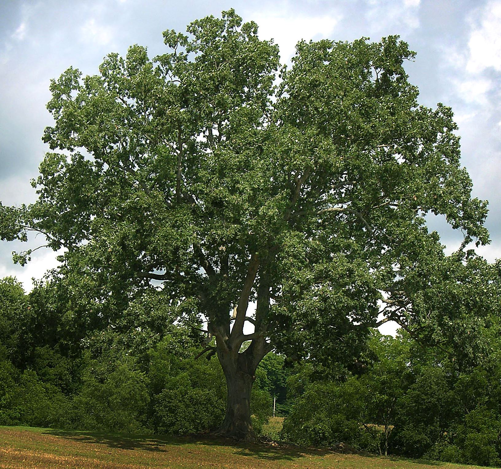 The 'Shawshank' oak tree is no more | Pittsburgh Post-Gazette
